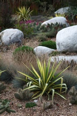 Yucca, Color Guard – Billings Nursery