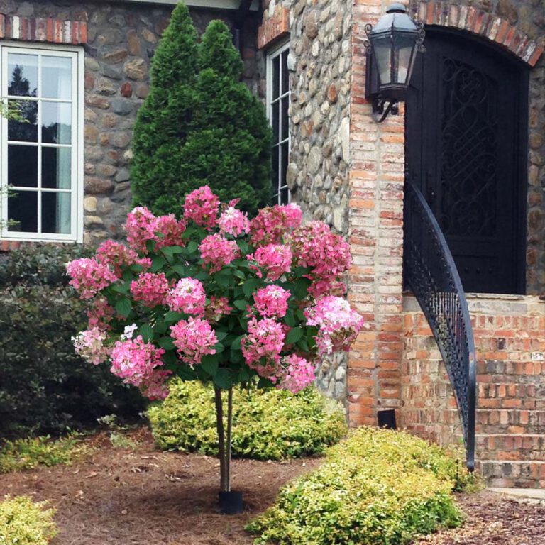 Hydrangea Tree, FireLight – Billings Nursery