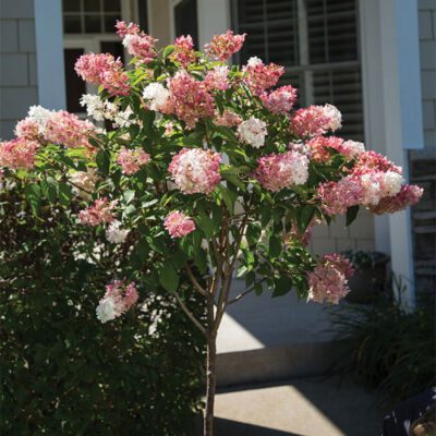 Hydrangea Tree, Quick Fire – Billings Nursery